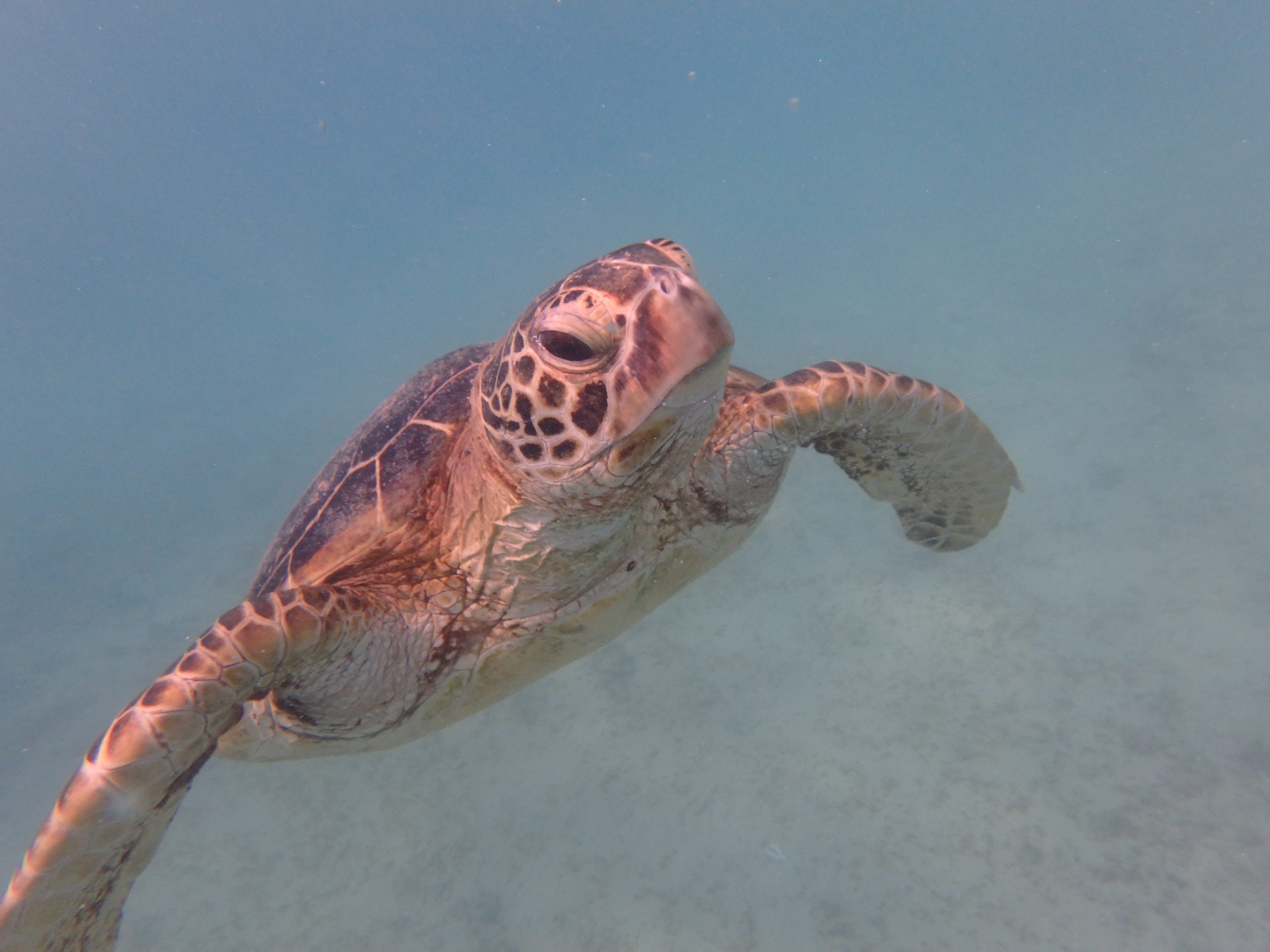 おもしろいドラマやってますよ - 湘南でITといえばWOWN（ワオン）